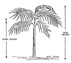 How to Measure a Palm – Oasis Nursery & Landscaping